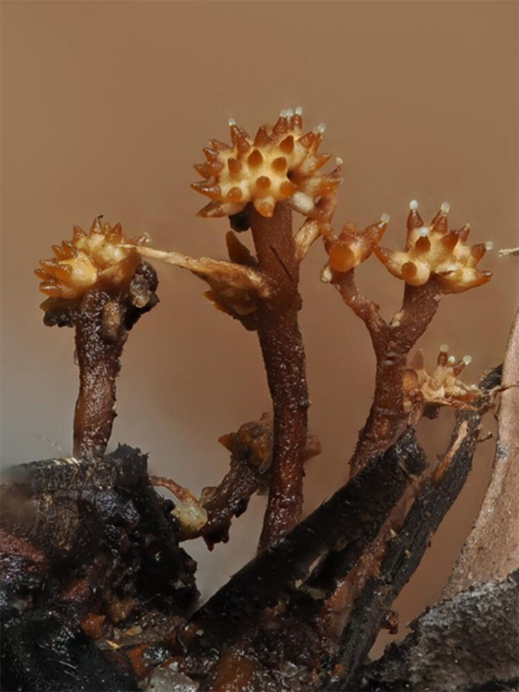 The Last of Us Cure? Malaysian Scientists Find Fungus That Hunts Zombie ...